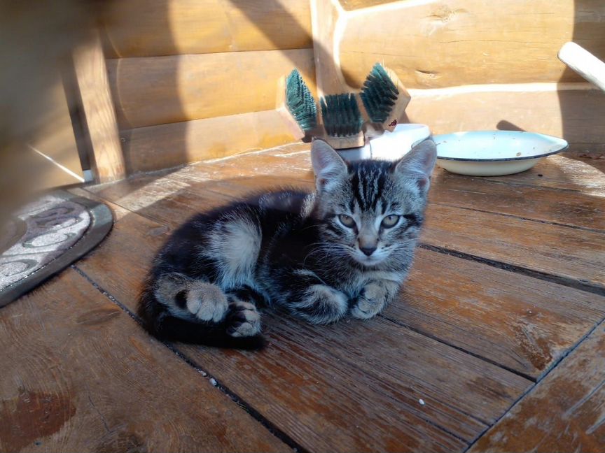 Котята домашние