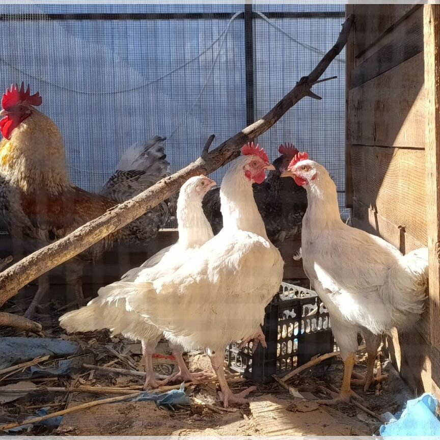 Белый петух 2 шт