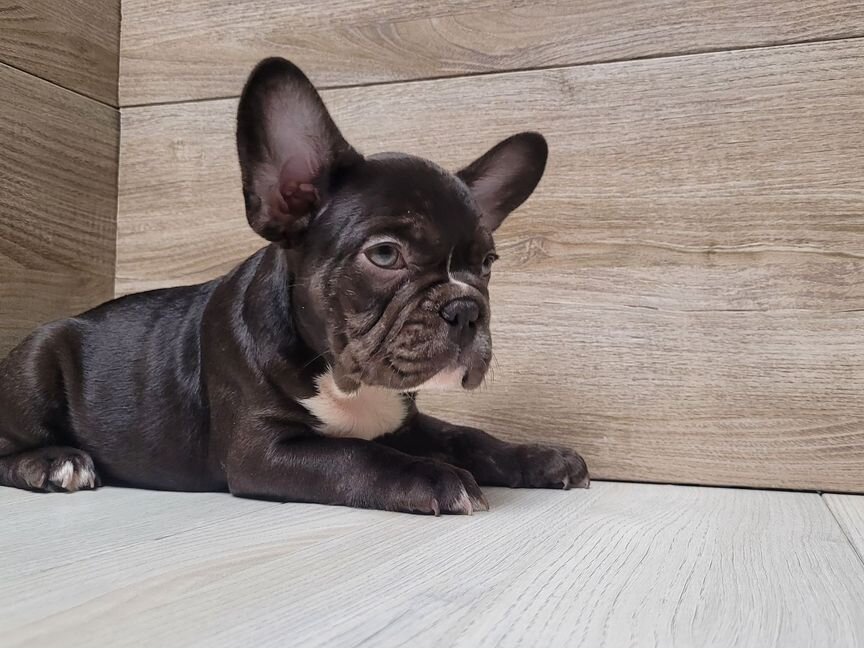 Шокотриндл бульдог