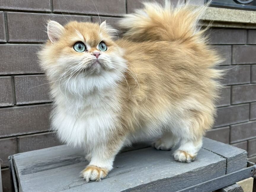 Красивая золотая шиншилла