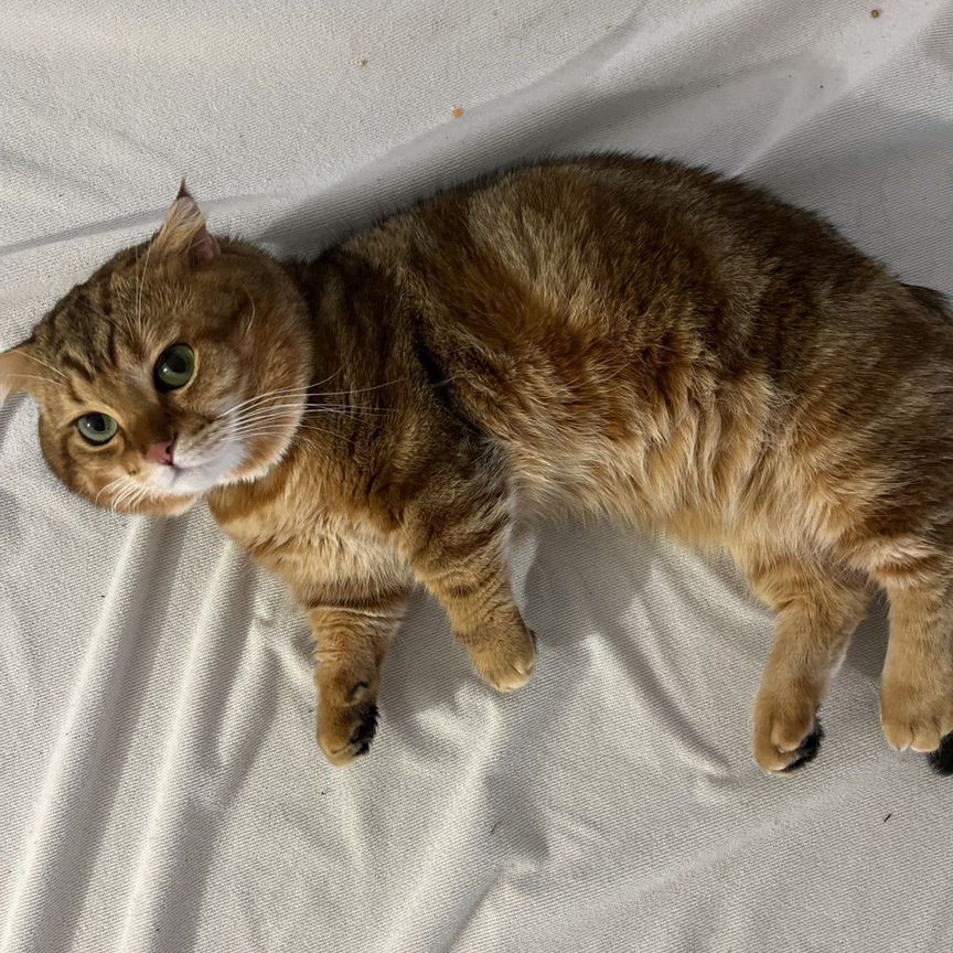 Манчкин, взрослый кот