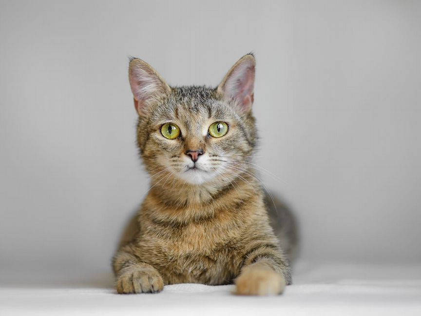 Кошка в дар