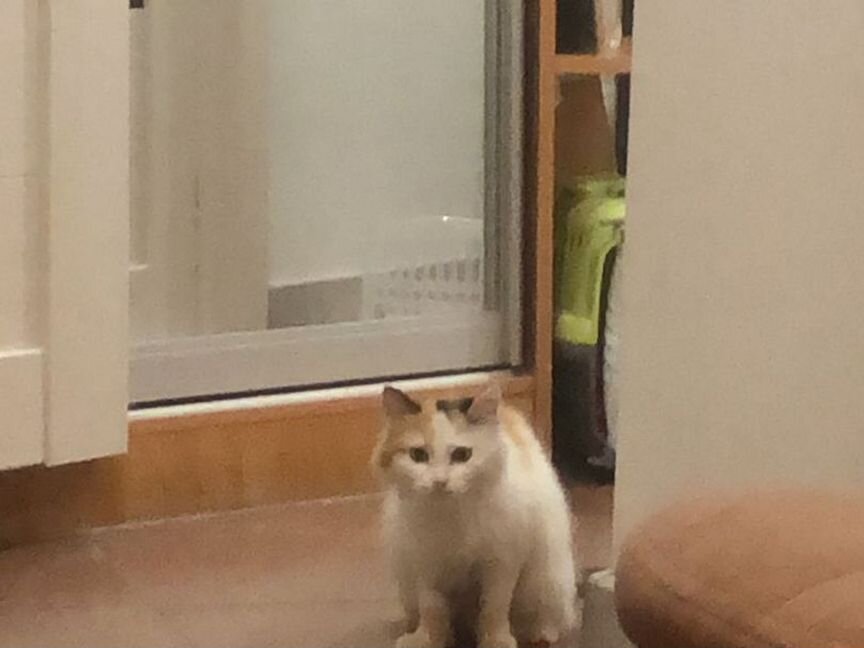 Котенок подросток