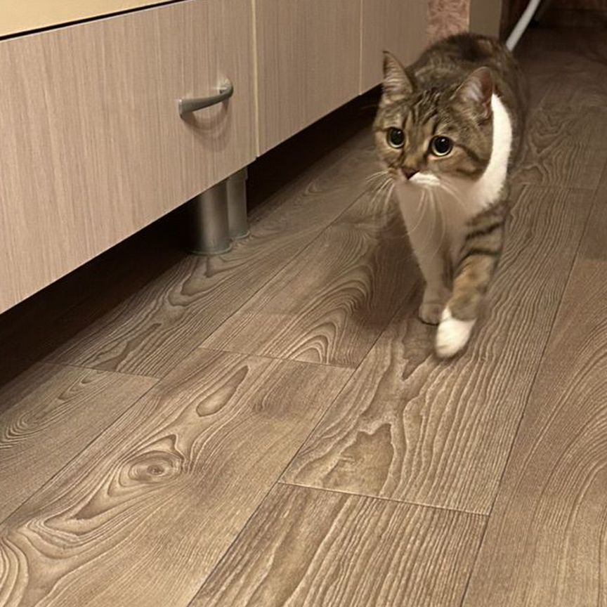 Отдам в добрые руки