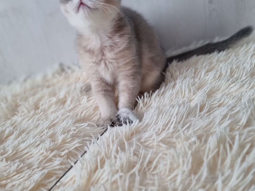 Котёнок шотландская шиншилла