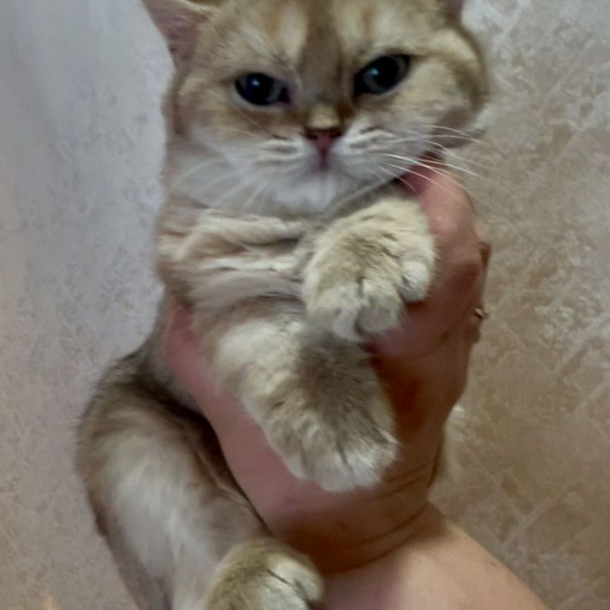 Шотландские котята, мальчик