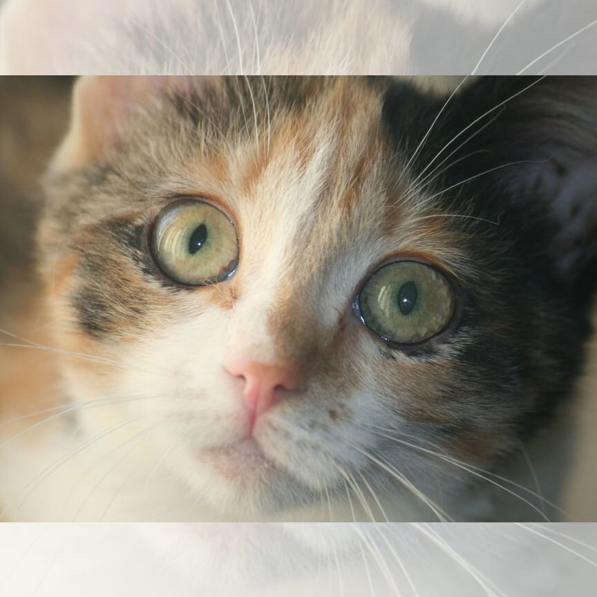 В добрые руки трехцветный котенок