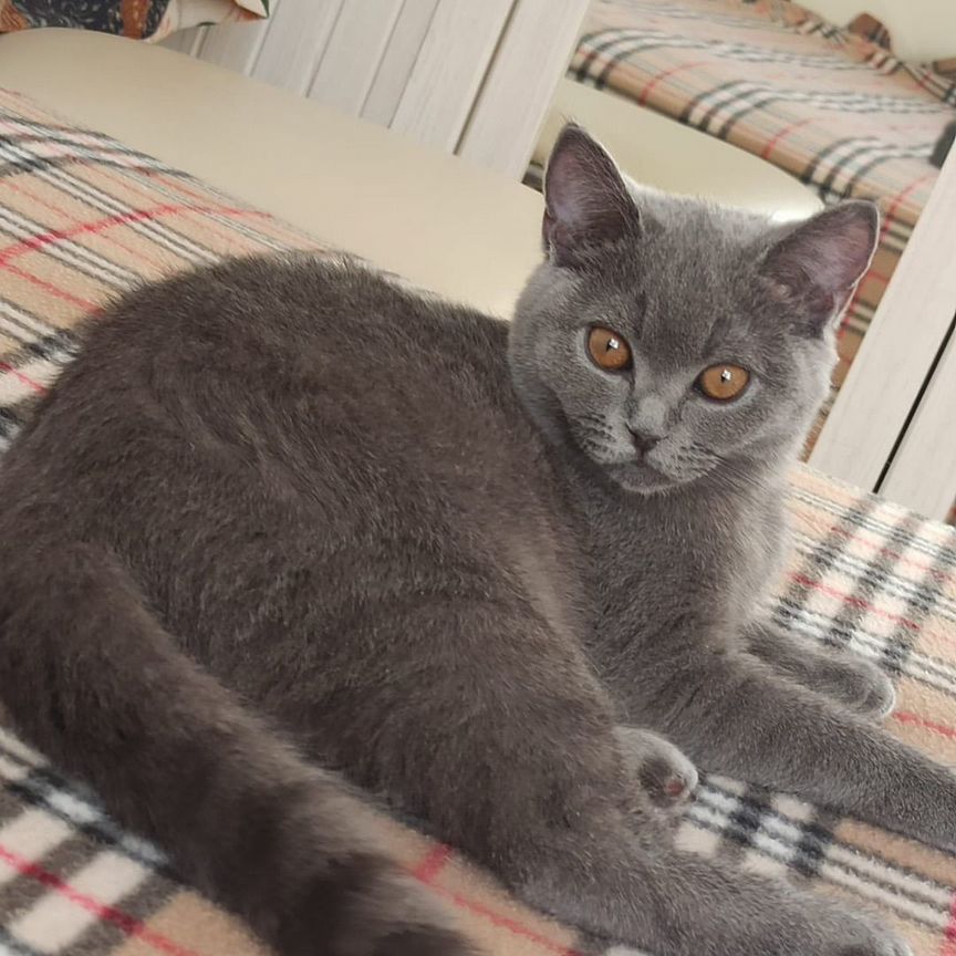 Шотландский котенок