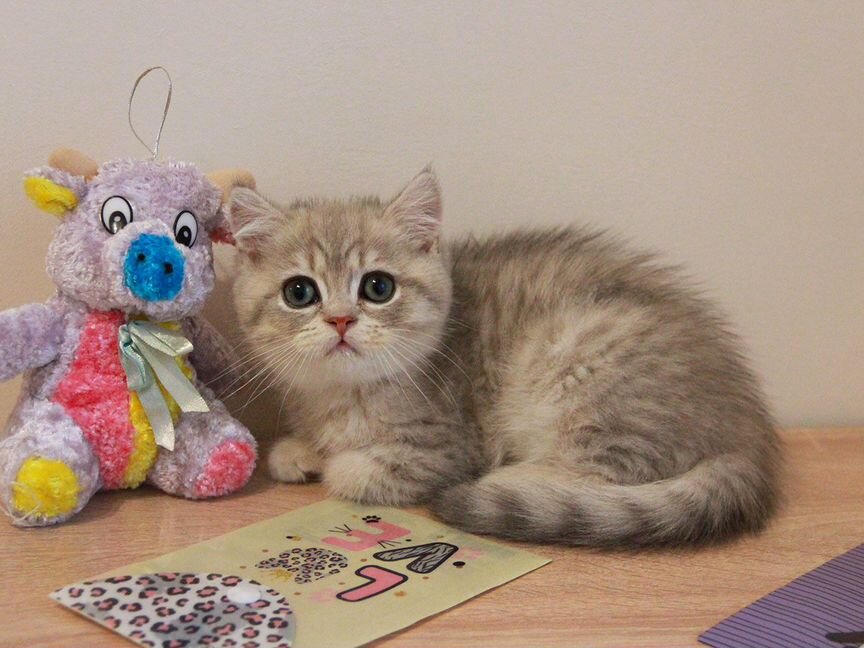 Батошка - голубая золотистая шиншилла котик