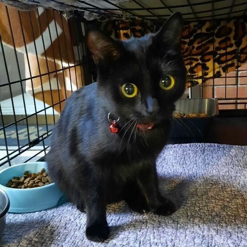 Взрослая кошка в добрые руки