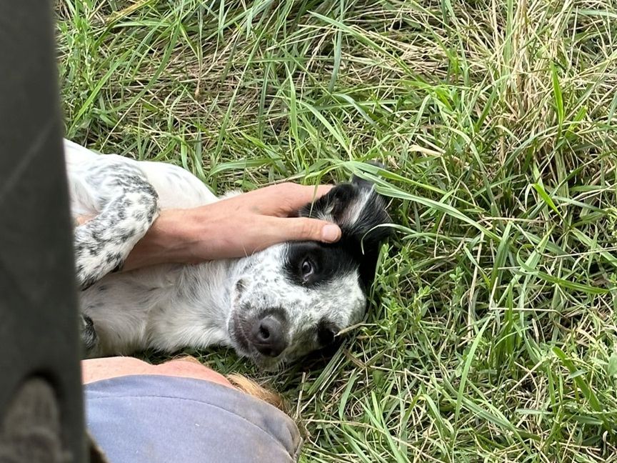 Русский спаниель