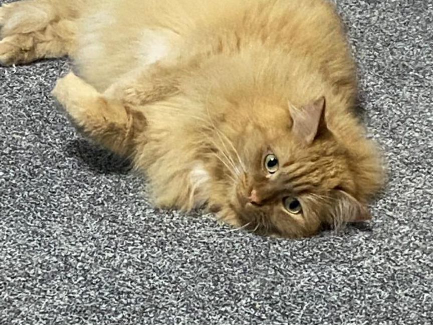 Котик красавец ищет дом