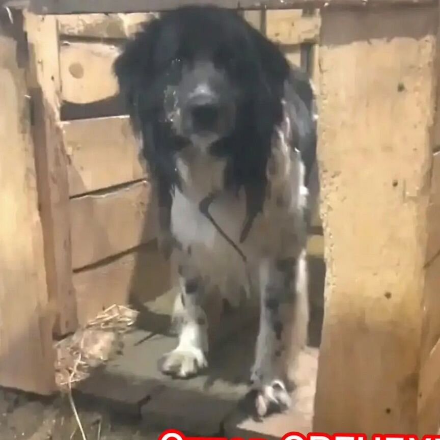 Взрослый пёс в добрые руки