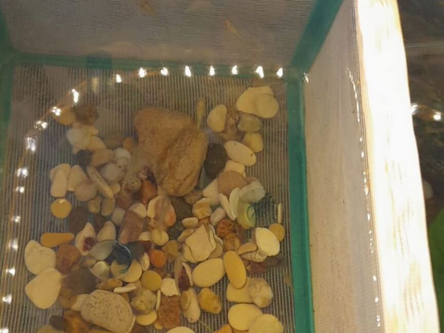 Гуппи молодняк