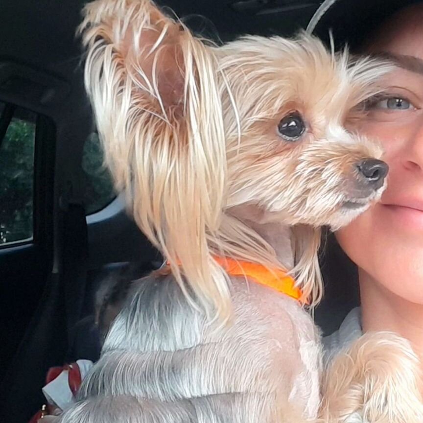 Йоркширский терьер щенки