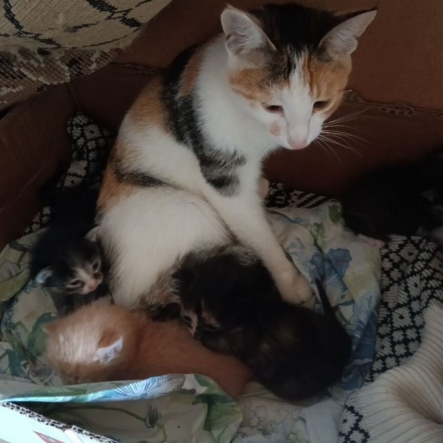 Котята в добрые руки