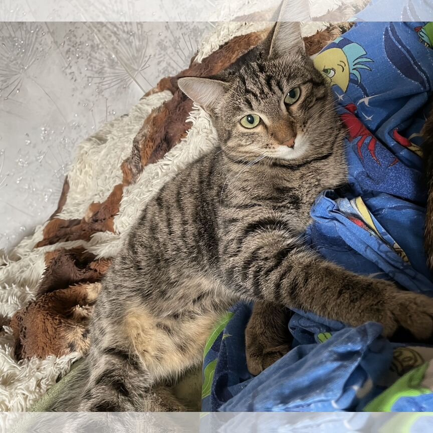 Котёнок в добрые руки