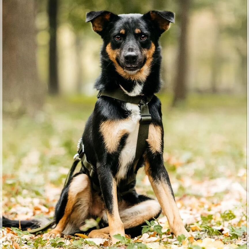 Взрослый пёс в добрые руки