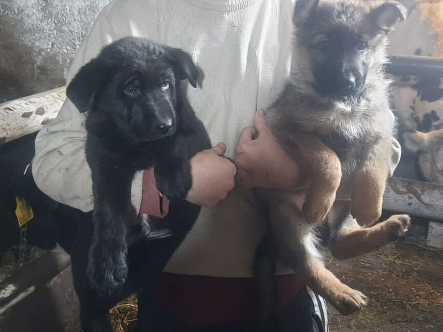 Щенки немецкой породы