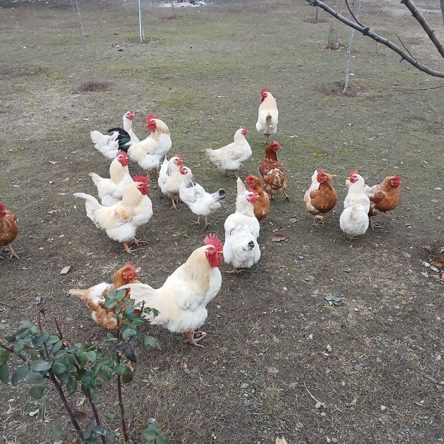 Куры и петухи