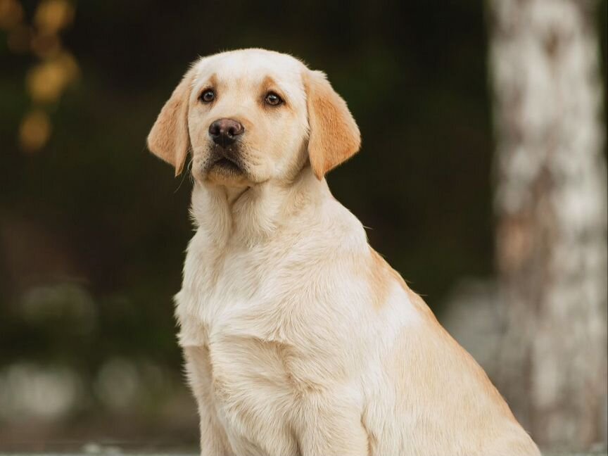 Щенки лабрадора, мальчик