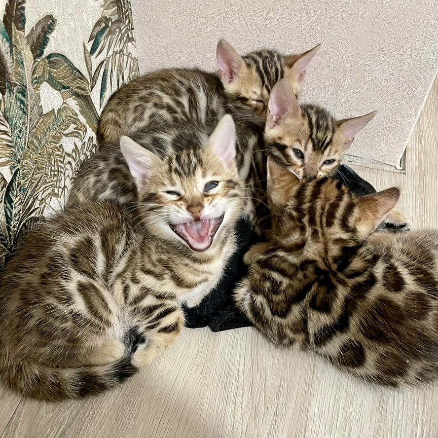 Бенгальская