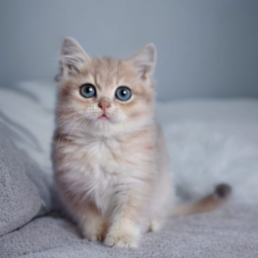 Британские котята