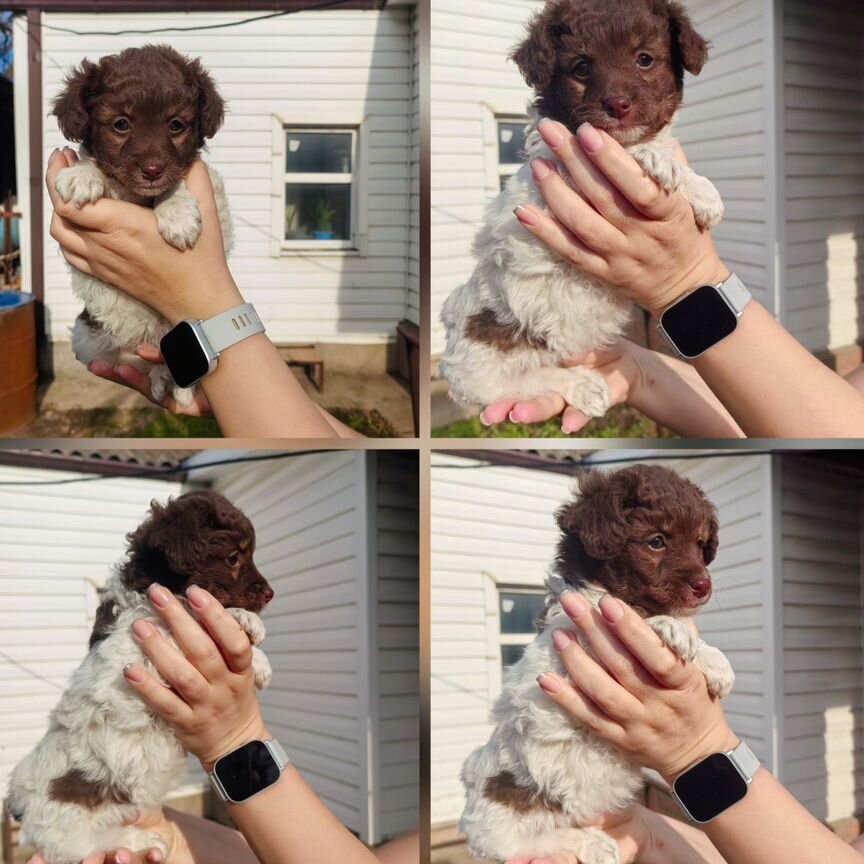 Прекрасные дамы в добрые руки