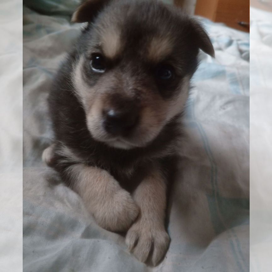 Щенок в добрые руки