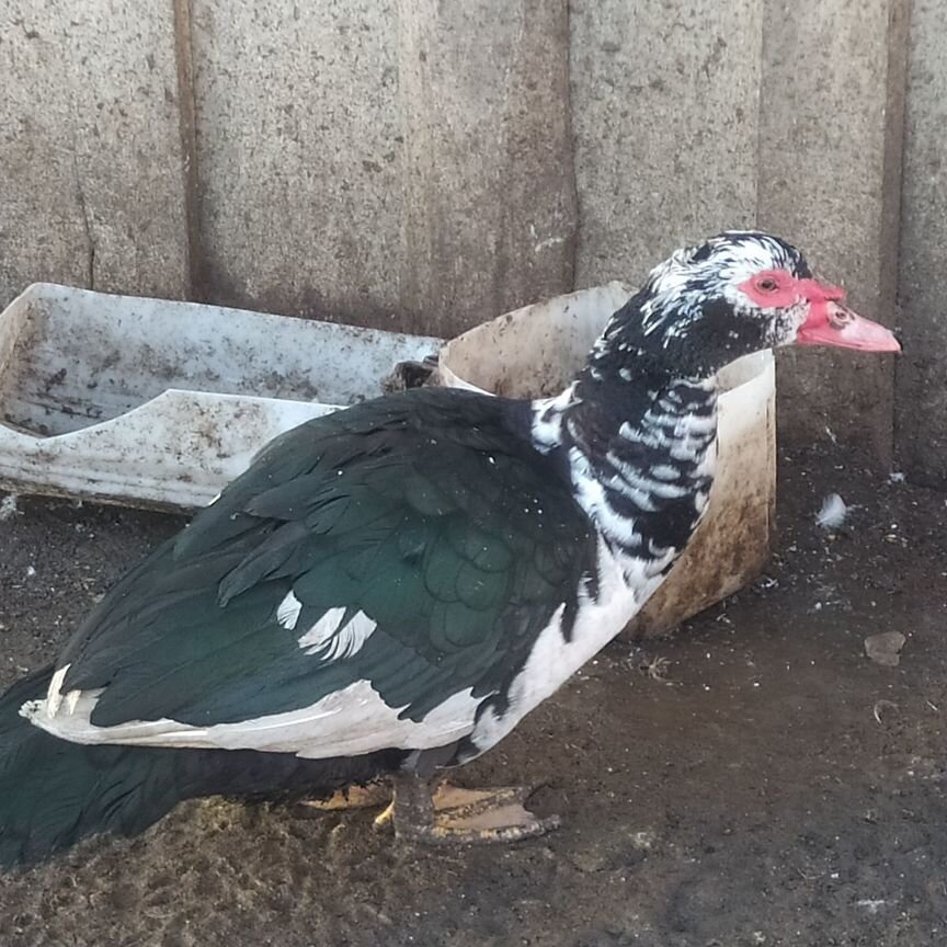 Селезень индоутки