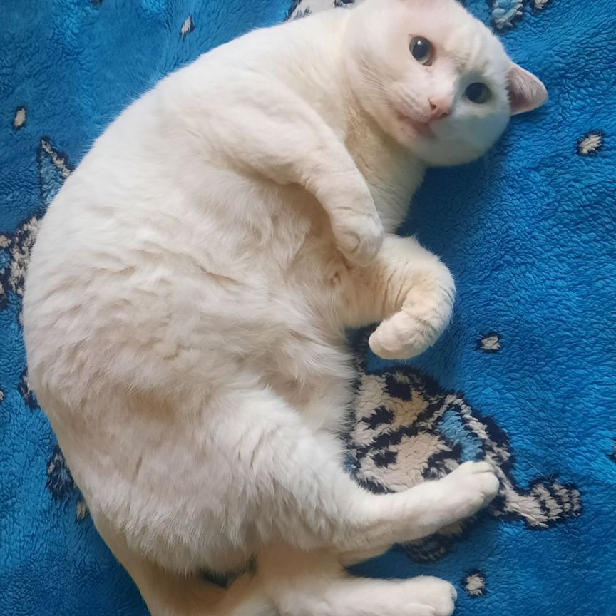 Отдам кота в добрые руки