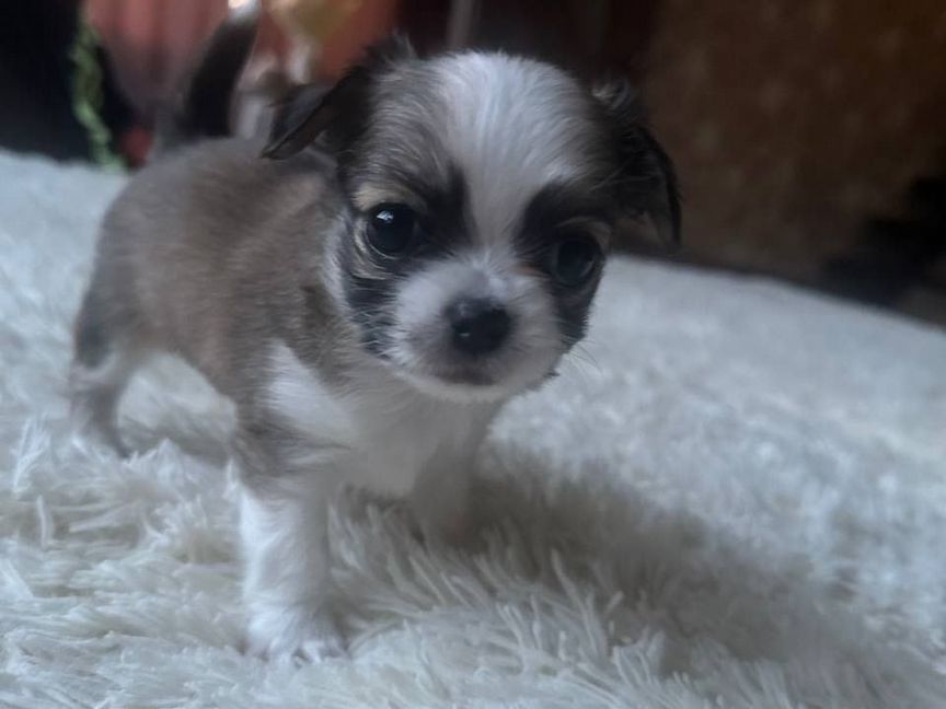 Щенки чихуахуа длинношерстные