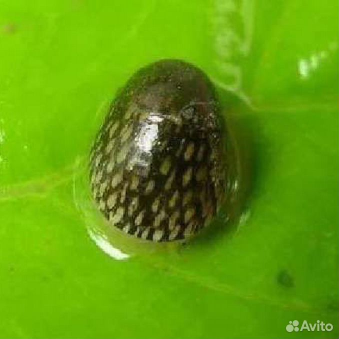 Продам Теодоксусов, Неретин улиток, малюсков