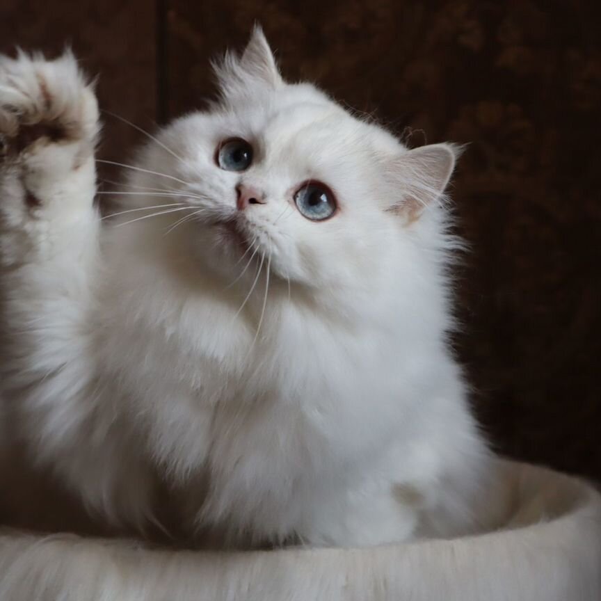 Британские котята золотая шиншилла