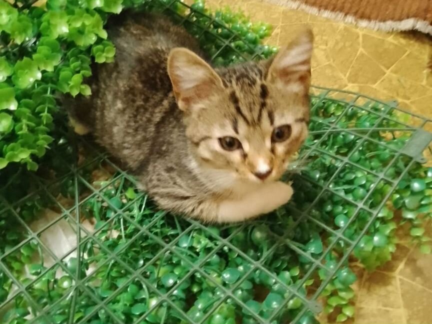 Котенок в добрые руки