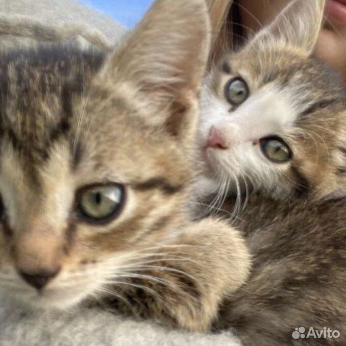 Котята братишки