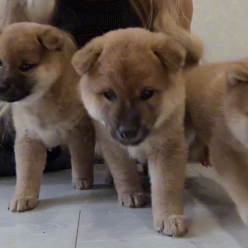 Сиба ину малыши, девочка с документами РКФ