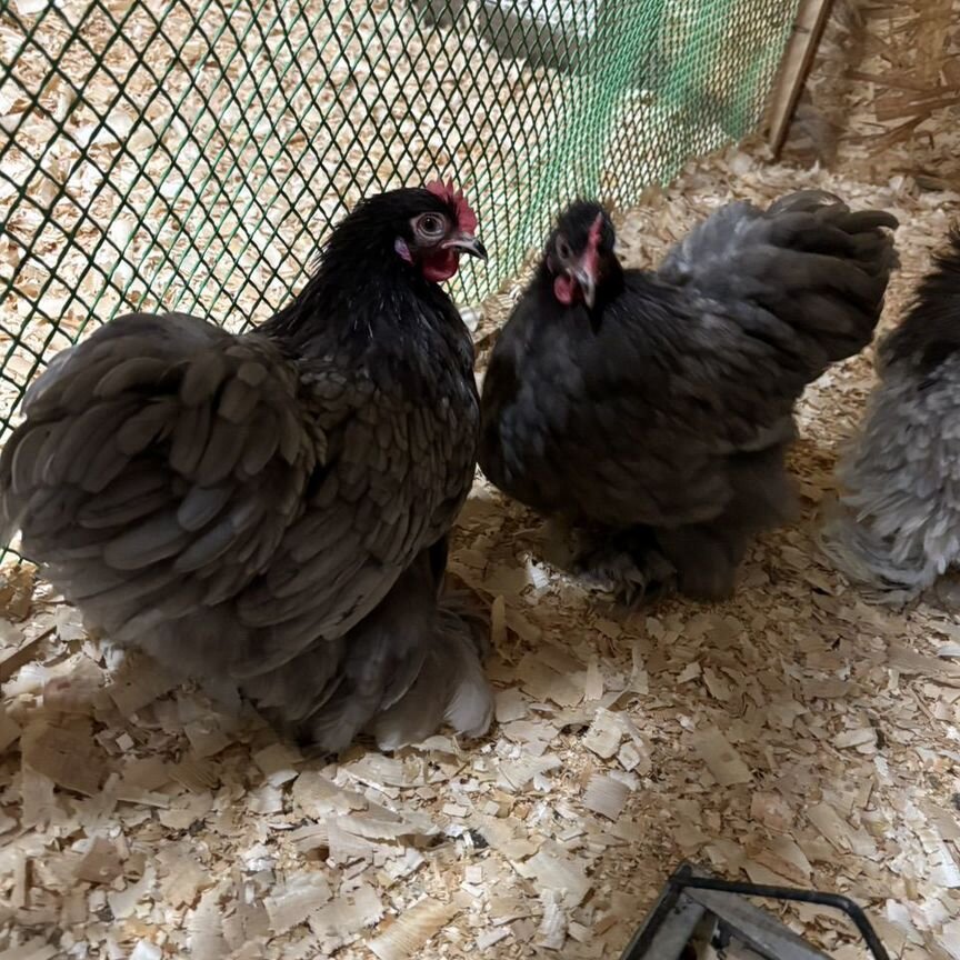 Куры карликовый кохинхин, семья