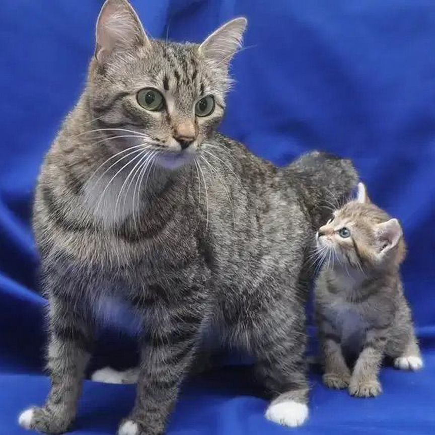 Котята бронь на 01.12.2024