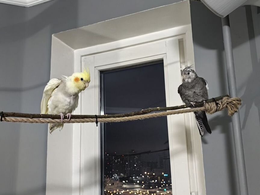 Два мальчика кореллы с приданным