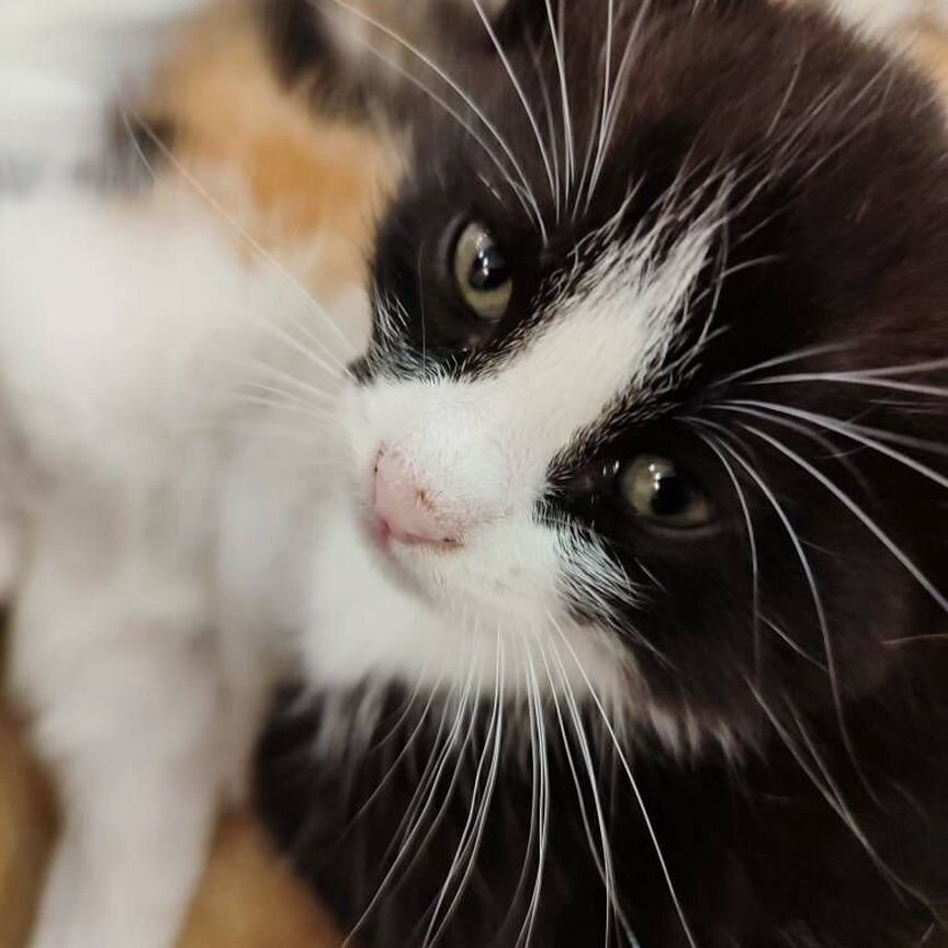 Кошки в добрые руки