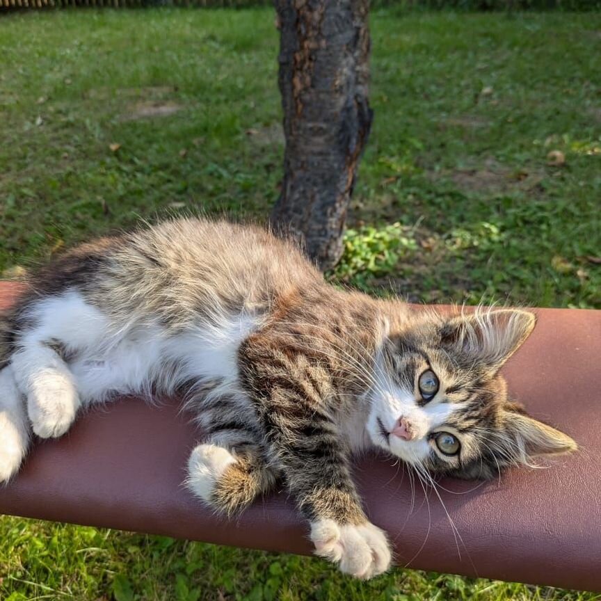 Отдам котенка в добрые руки