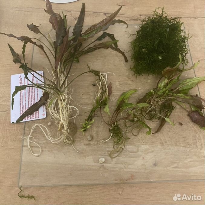 Аквариумная трава