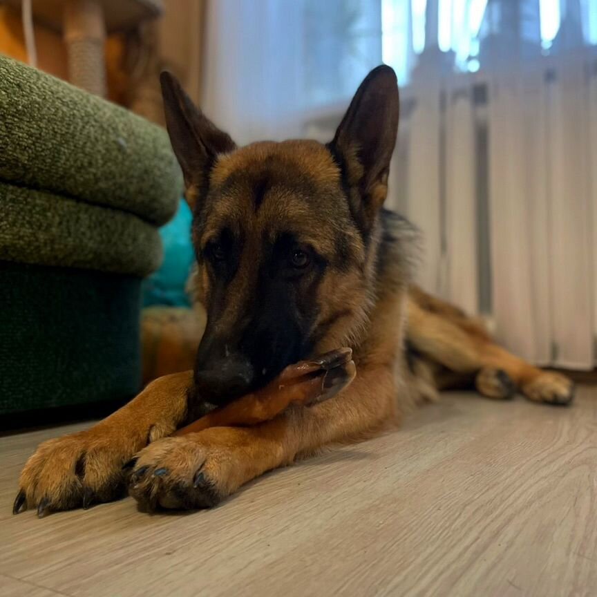 Немецкая овчарка