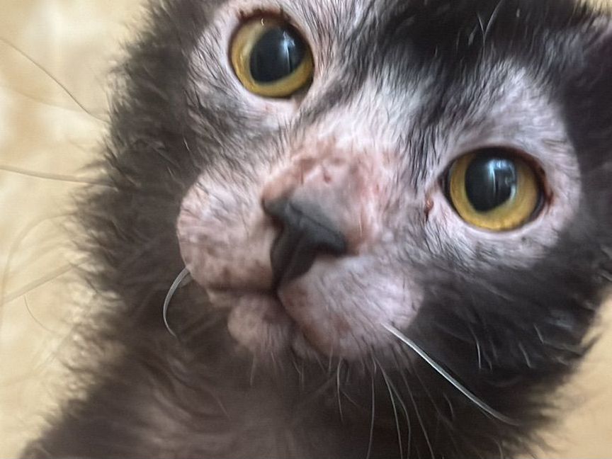 Кошка Lykoi