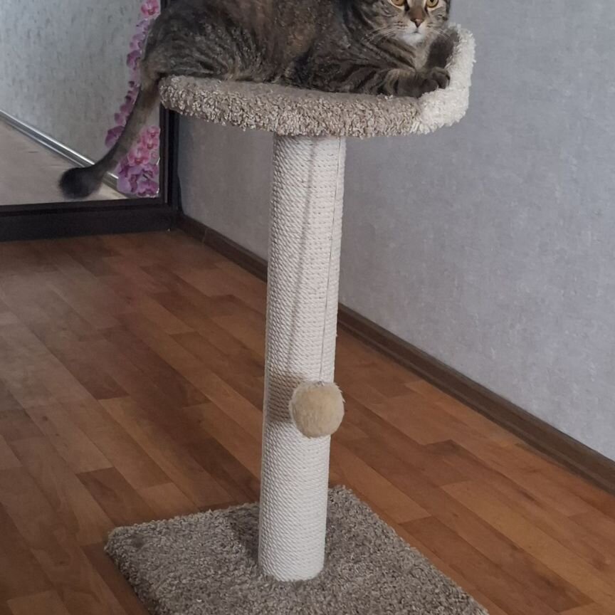 Когтеточка