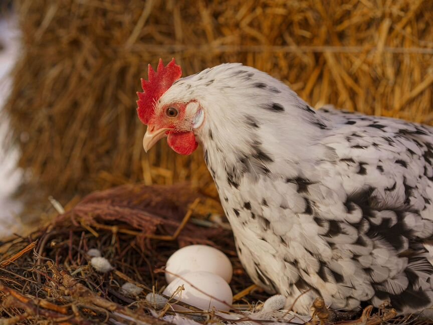 Леггорн далматинец