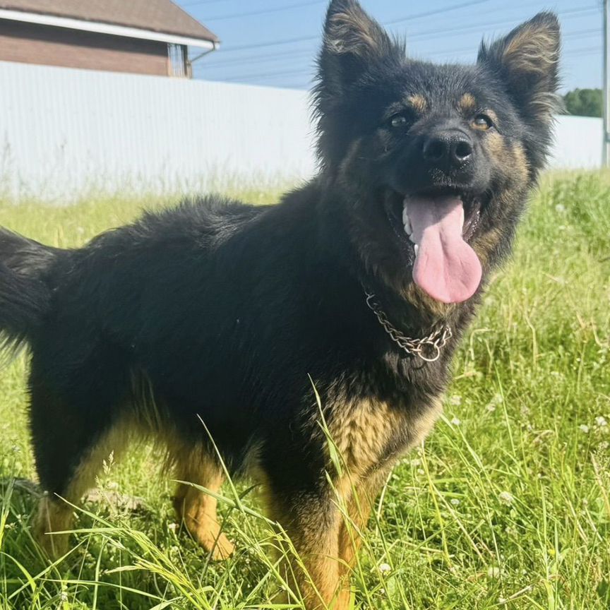 Немецкая овчарка, взрослая собака