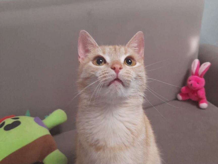 Кошечке Асе нужен дом