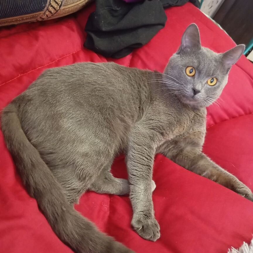 Отдам бесплатно кота